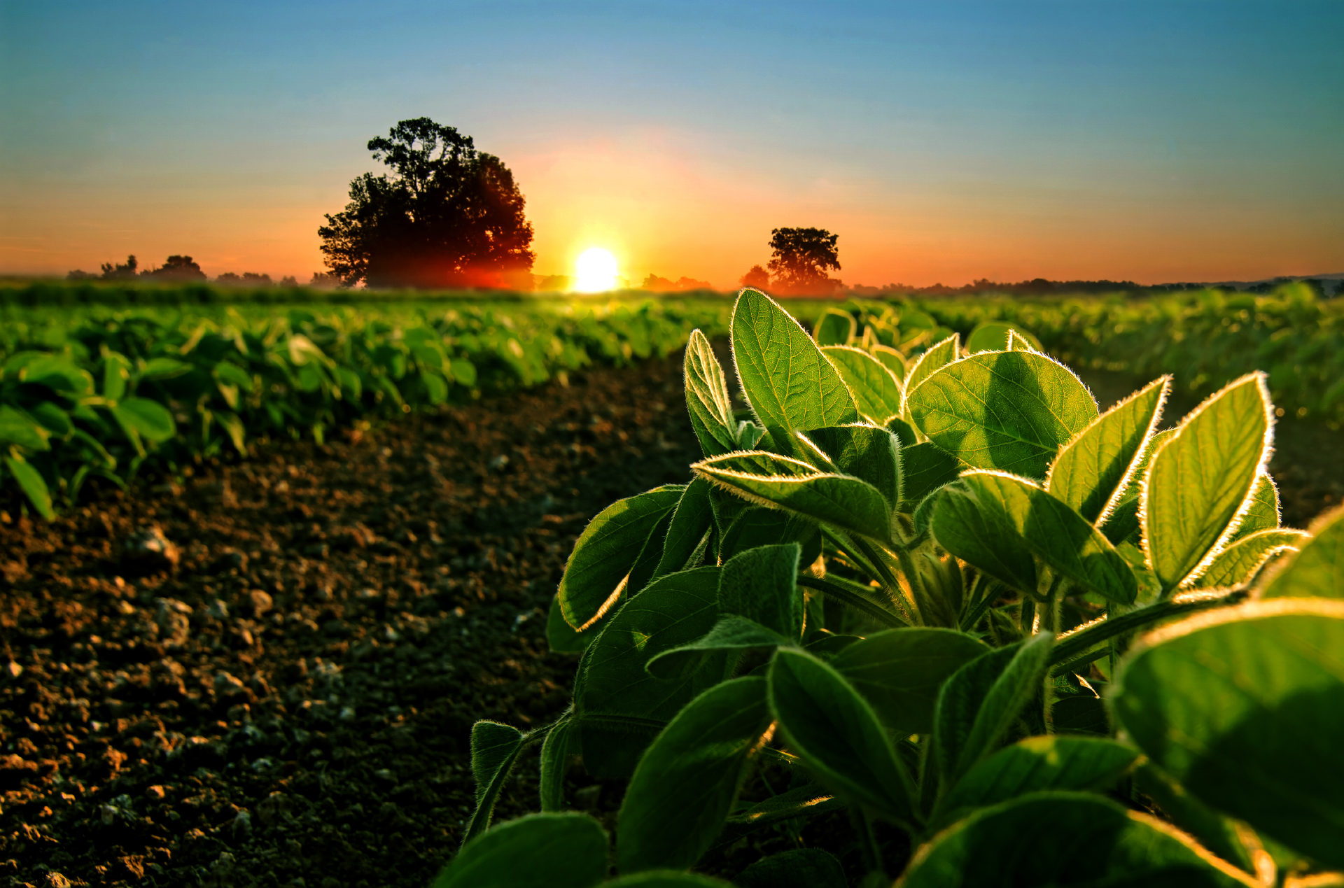 Mikusu India Pvt. Ltd. Revolutions Agriculture with Premium Pesticides